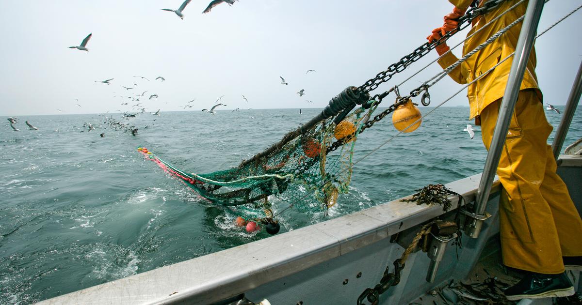 La surpêche concerne encore 20% des poissons débarqués en France