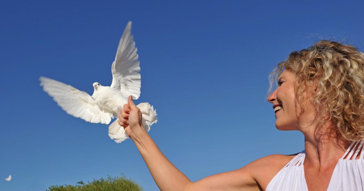 Colombe : habitat, alimentation et prix