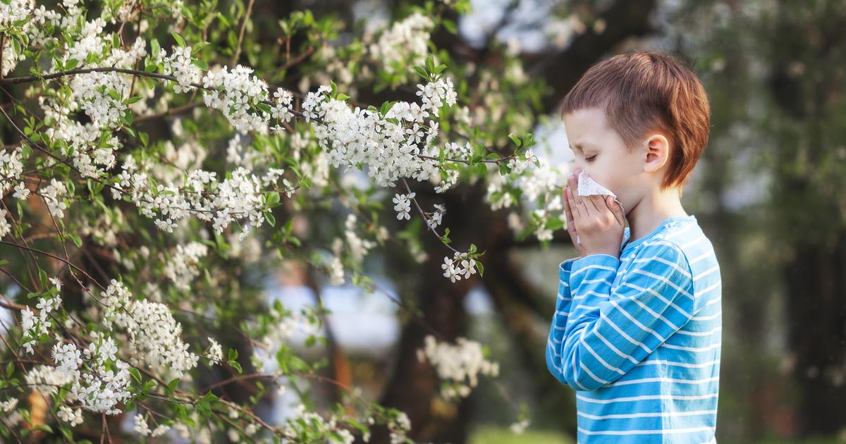 Allergies : découvrez, région par région, les végétaux responsables et ...