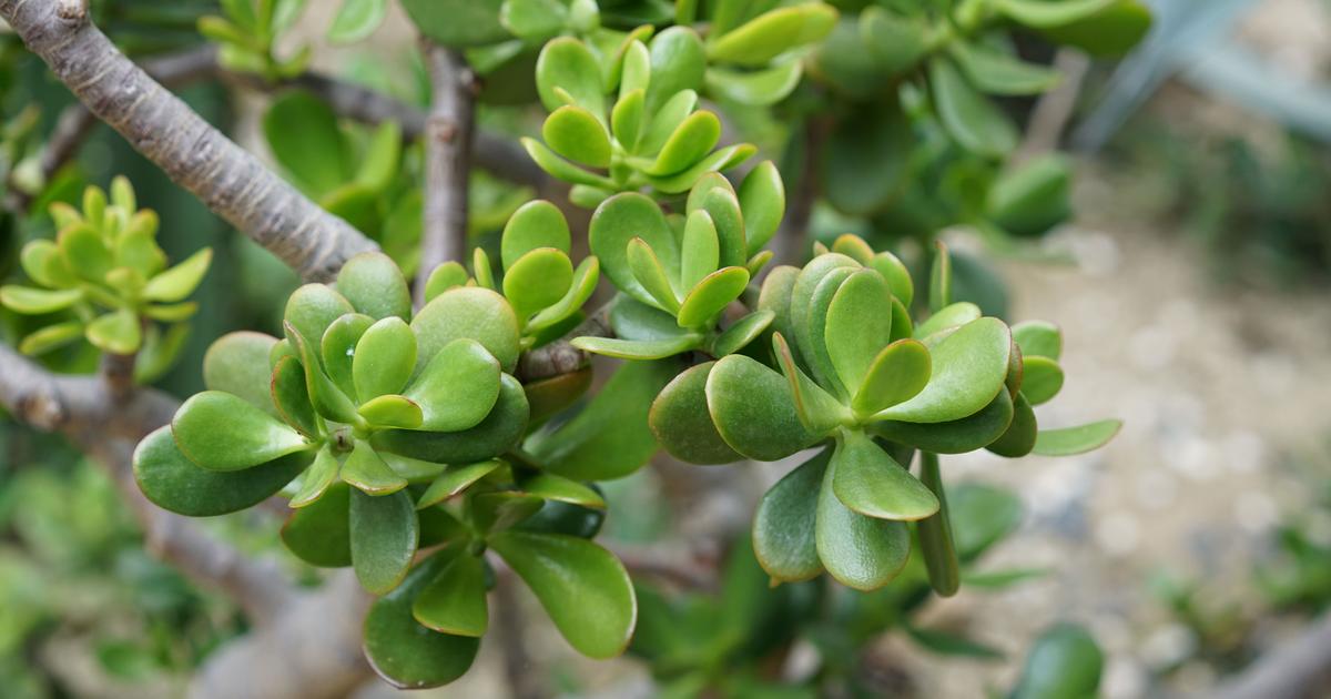 L'arbre de Jade : plantation, arrosage et entretien