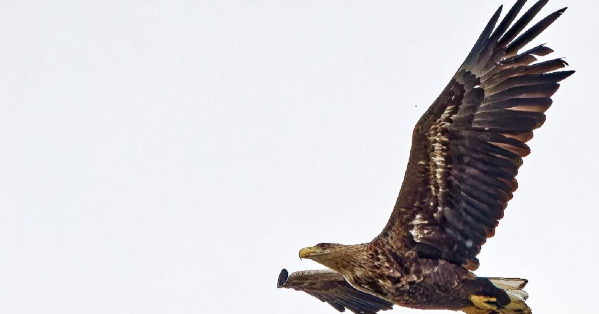 «Toute la baie s'est vidée dès son apparition» : le plus grand rapace d ...