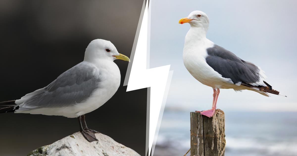 Quelles différences entre une mouette et un goéland
