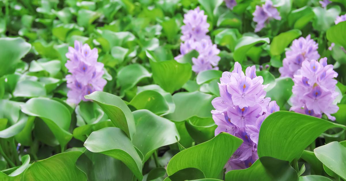 La jacinthe d'eau, la plus utile des plantes aquatiques