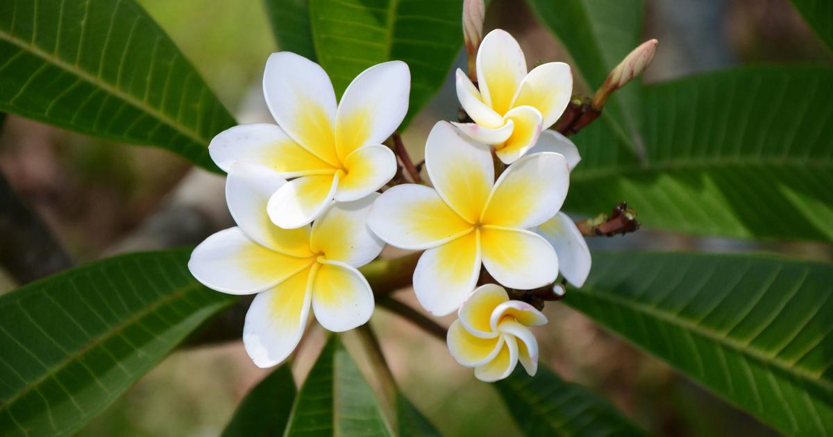 Frangipanier : plantation, entretien et floraison