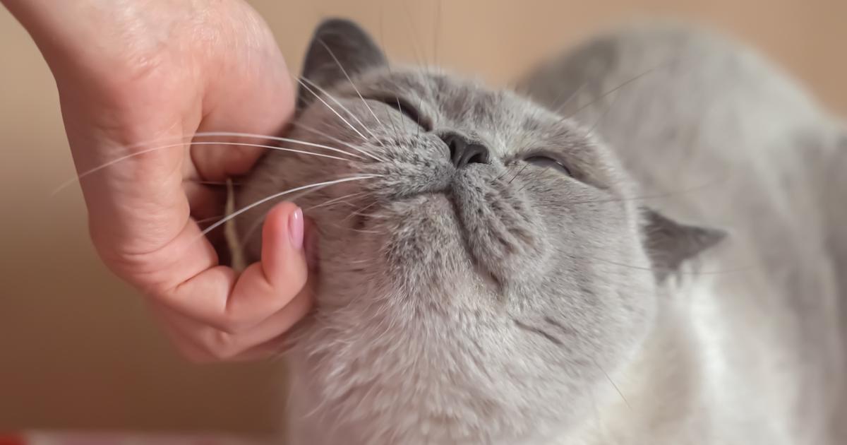 Comment caresser un chat sans le brusquer