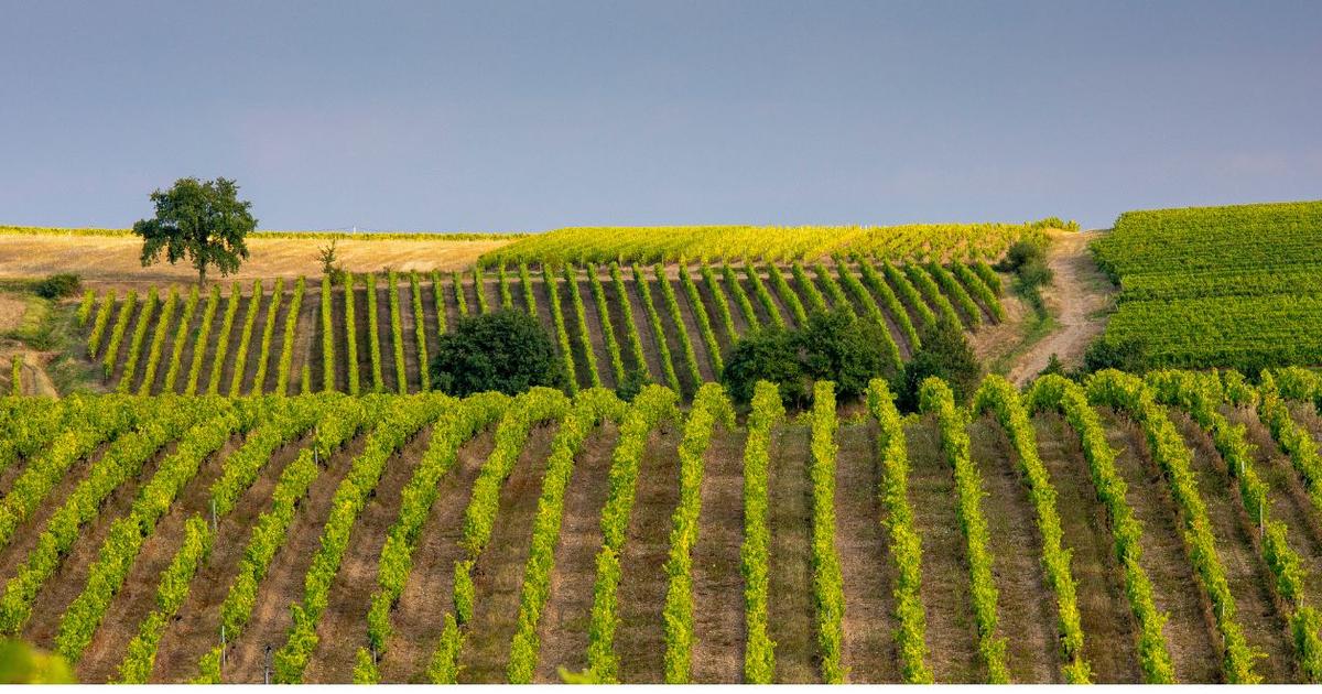 «L'arbre n'est pas l'ami de la vigne» : l'agroforesterie, un fantasme ...