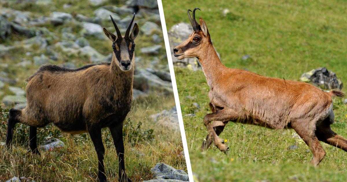 Isard ou chamois : comment les différencier