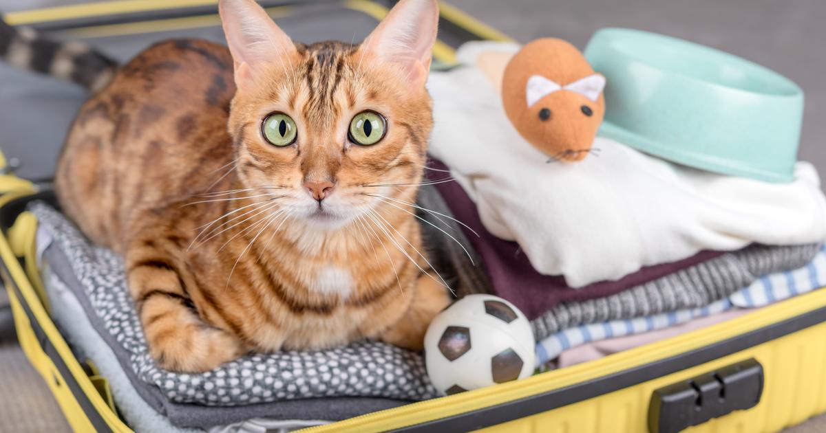 Partir en vacances avec son chat : avez-vous pensé à tout