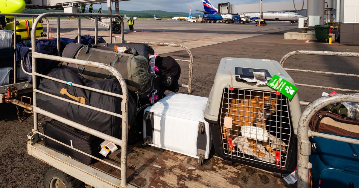 Voyage en soute : comment préparer son chien à prendre l'avion