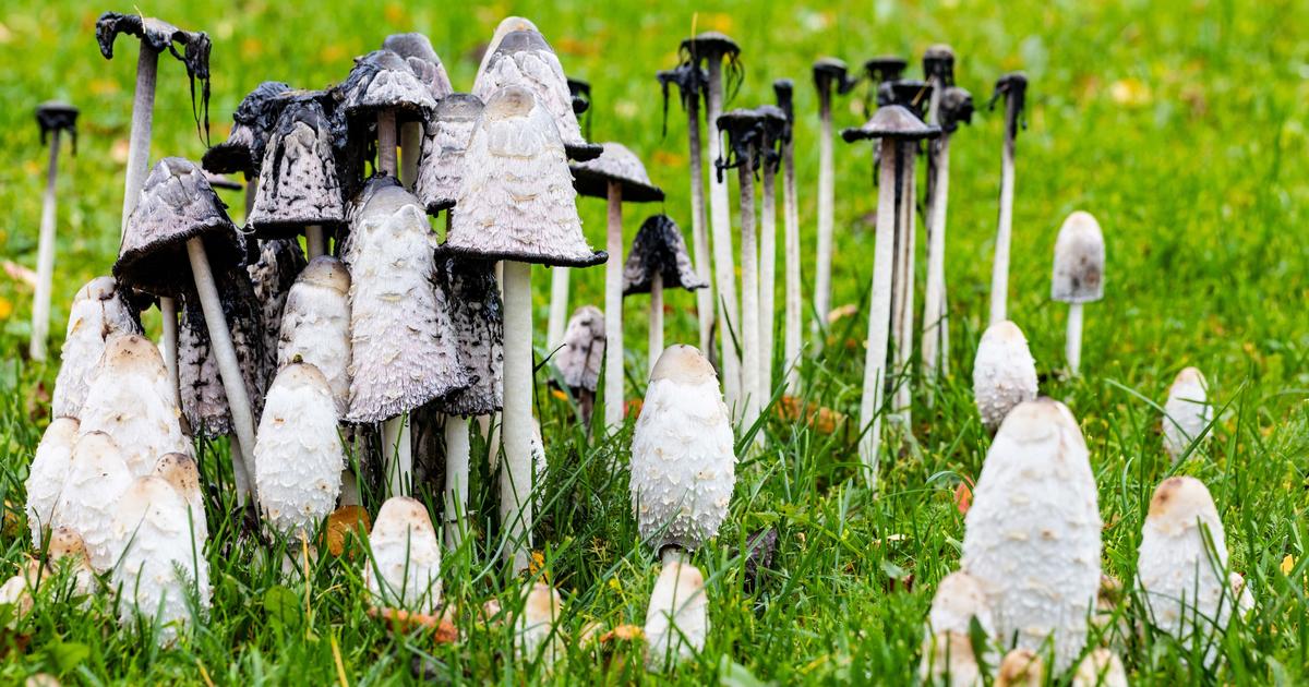 Les coprins chevelus : comestibilité et identification