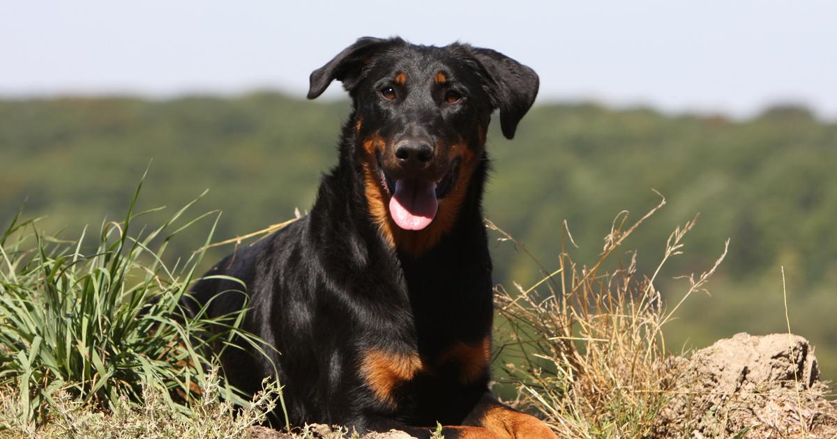 Beauceron : origine, taille et caractère