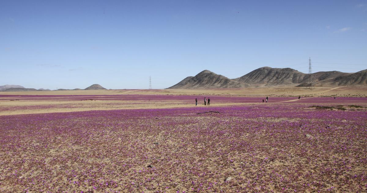Un phénomène inédit depuis 2015 : au Chili, le désert d’Atacama fleurit