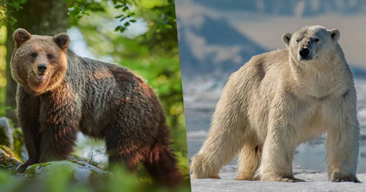 Ours brun et ours polaire : quelles sont les différences