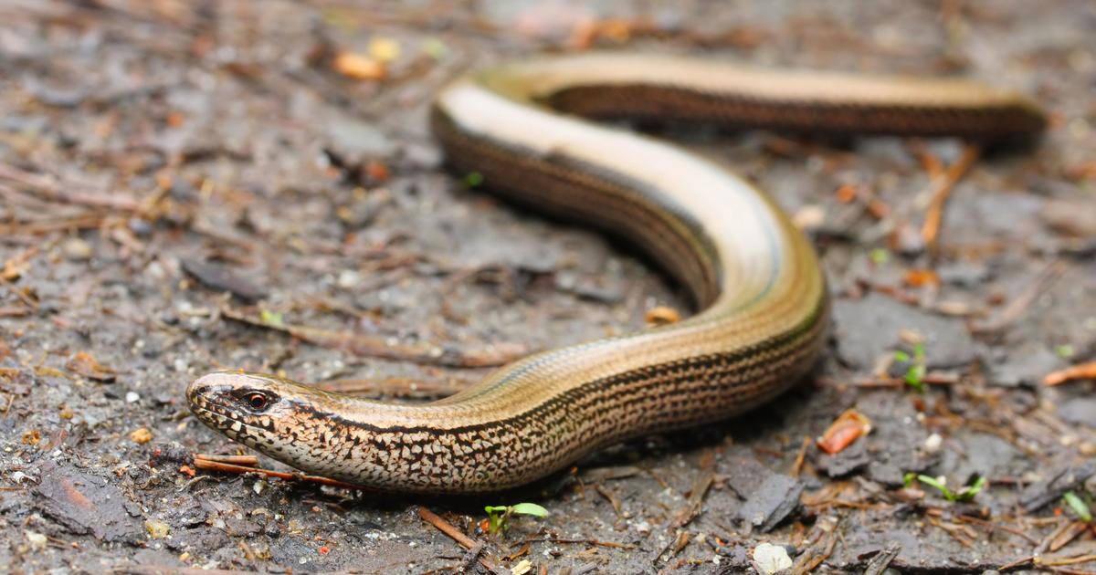 L'orvet ou «serpent de verre», un curieux lézard utile au jardin