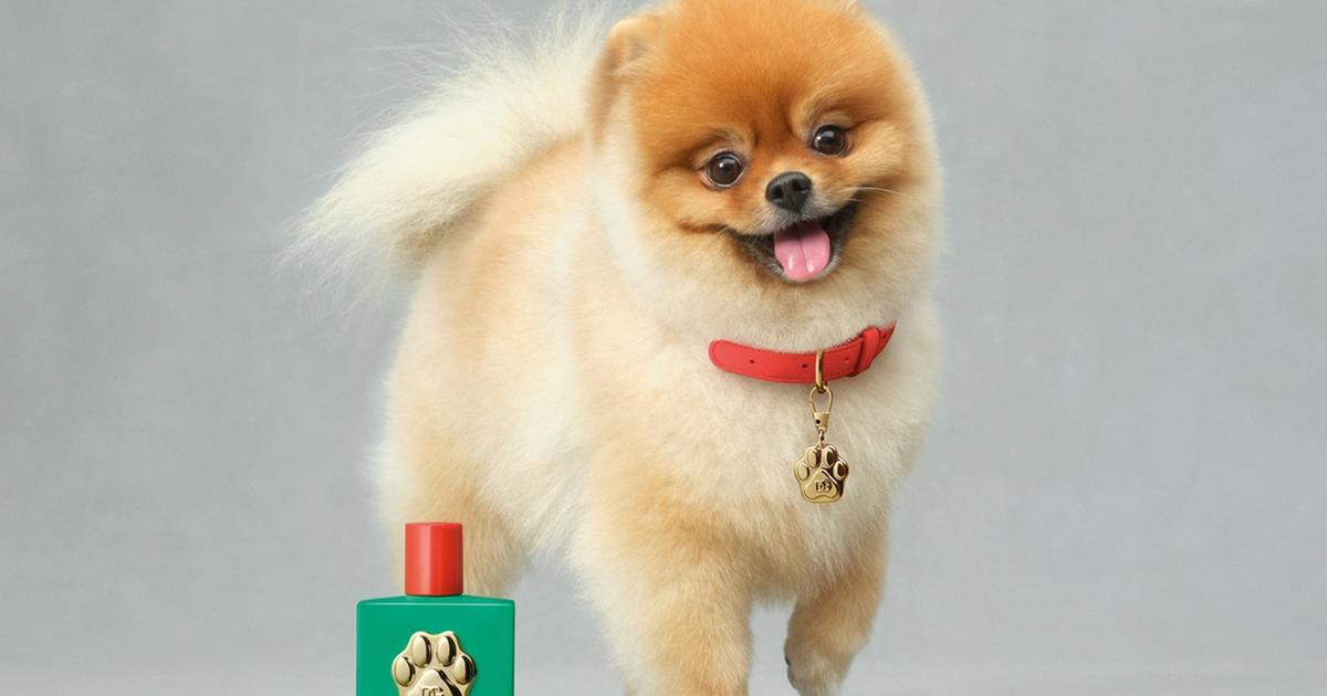 Dolce & Gabbana lance son premier parfum pour chien, et les ...