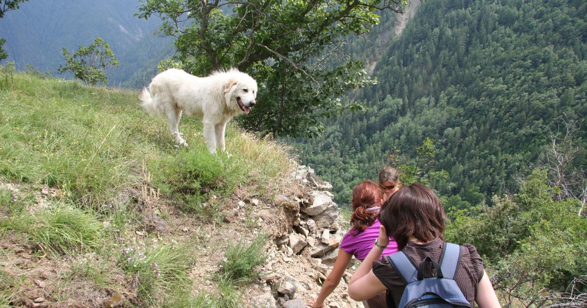 Ils ont mordu des randonneurs : que faire si on croise un patou