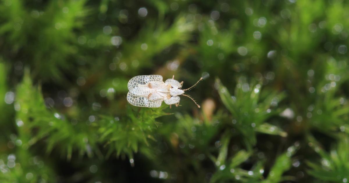 Le tigre du platane, un petit insecte piqueur qui affole les Parisiens