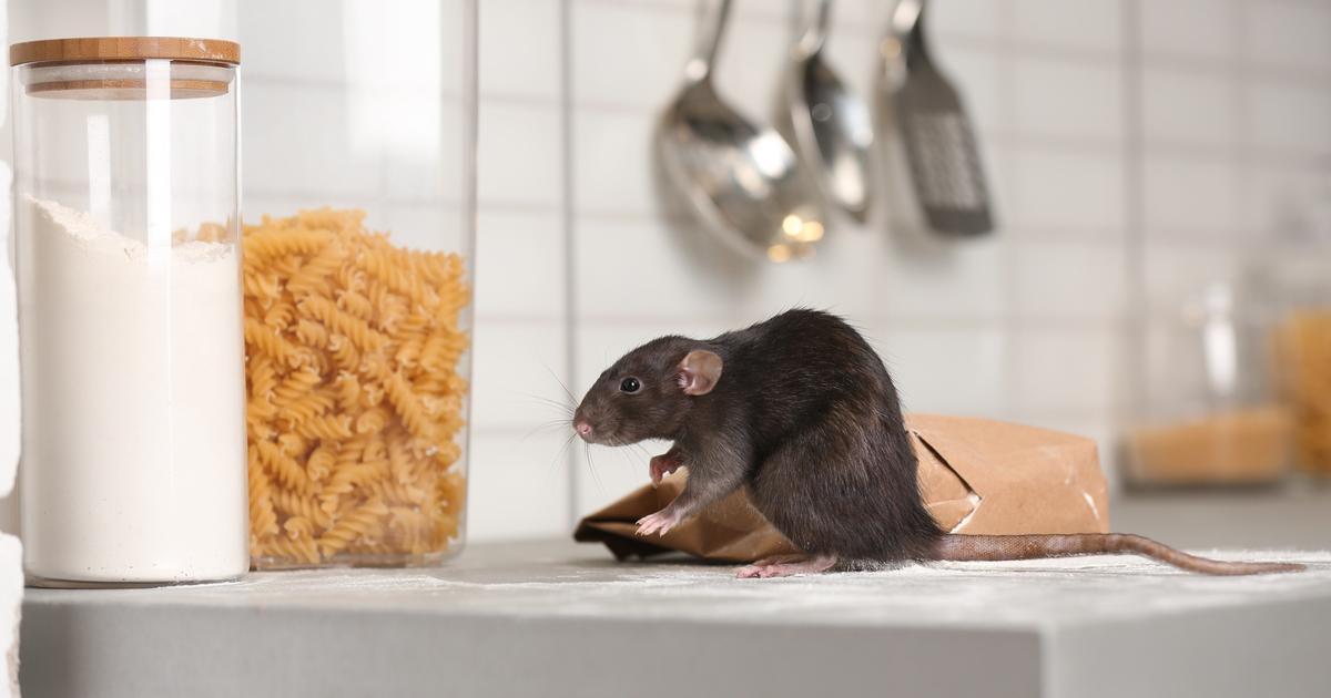 Quelles solutions pour se débarrasser des rongeurs en appartement