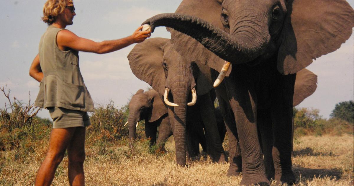 Pour Iain Douglas-Hamilton, un éléphant, ça compte énormément sur Arte