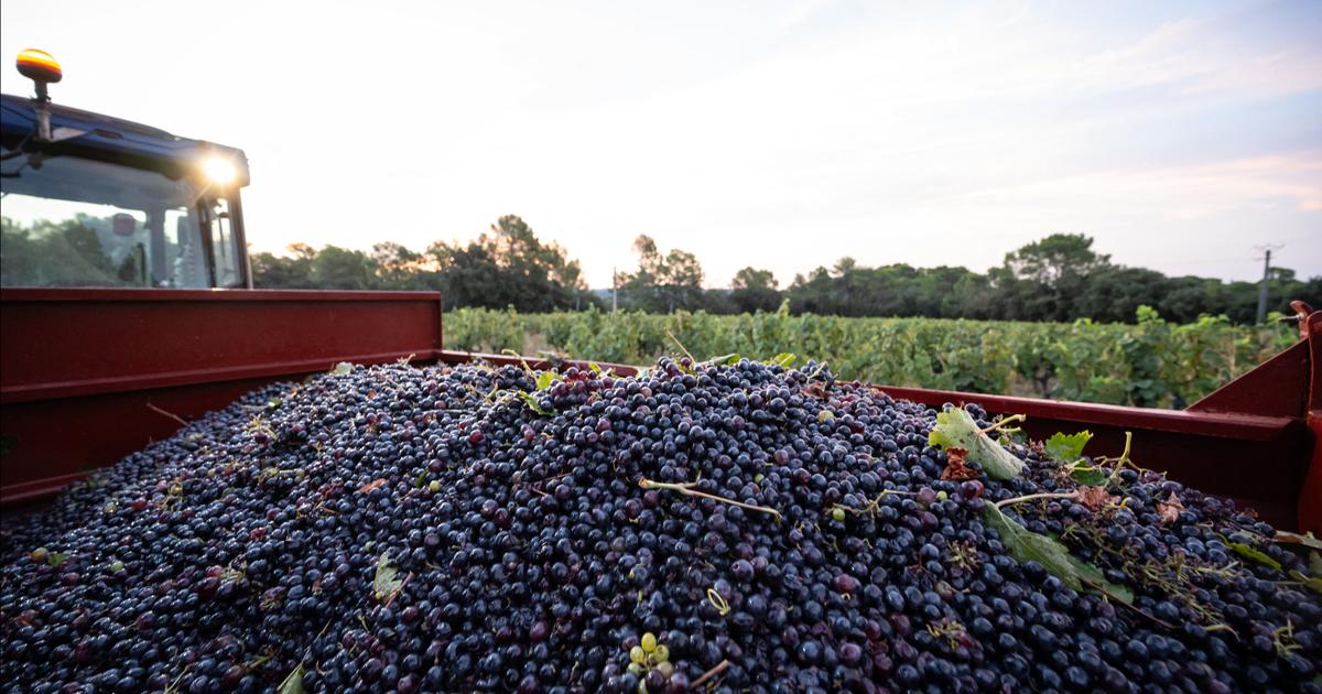 Radis chinois et nouveaux cépages : pour les rosés de Provence, la ...