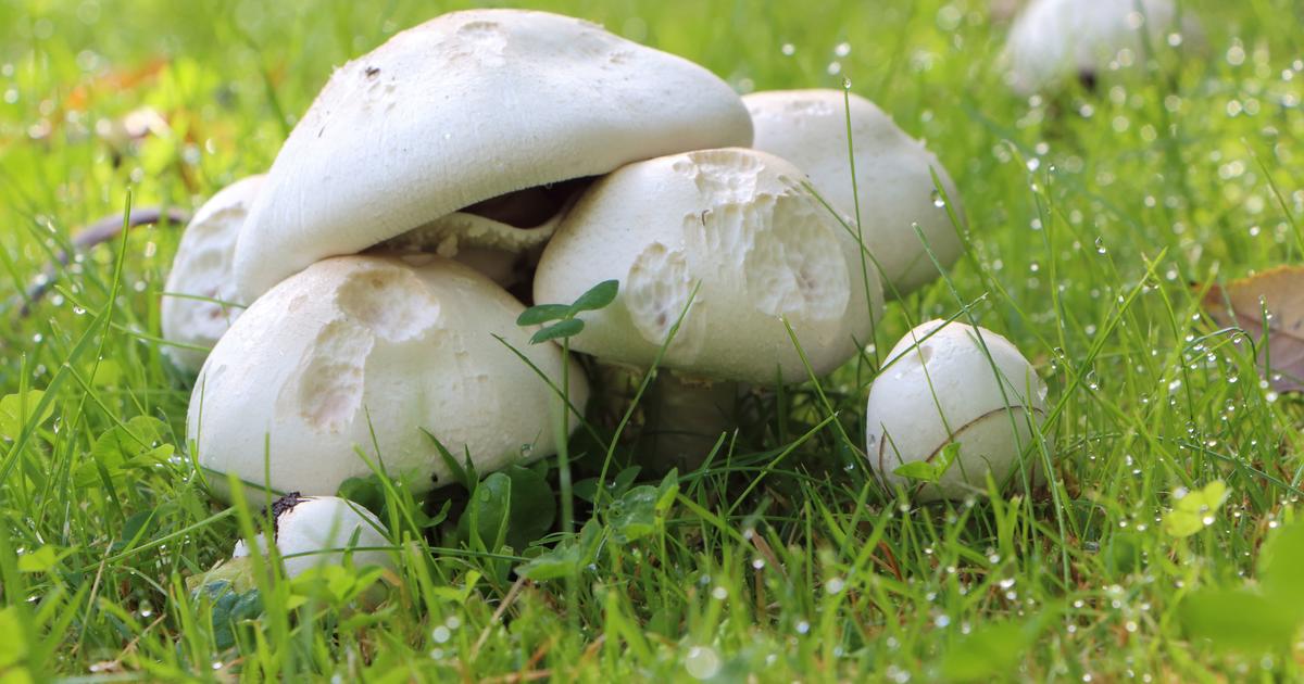 Rosé des prés : où et quand trouver ce champignon
