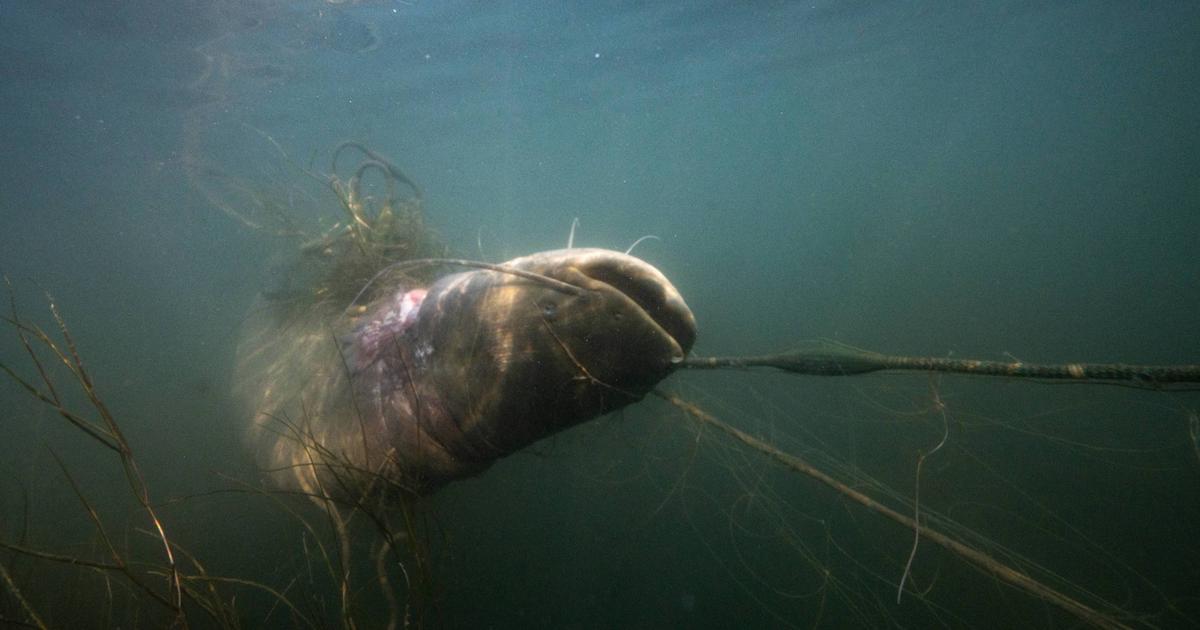 Pêche : considéré comme un nuisible, le silure est dans le viseur des ...