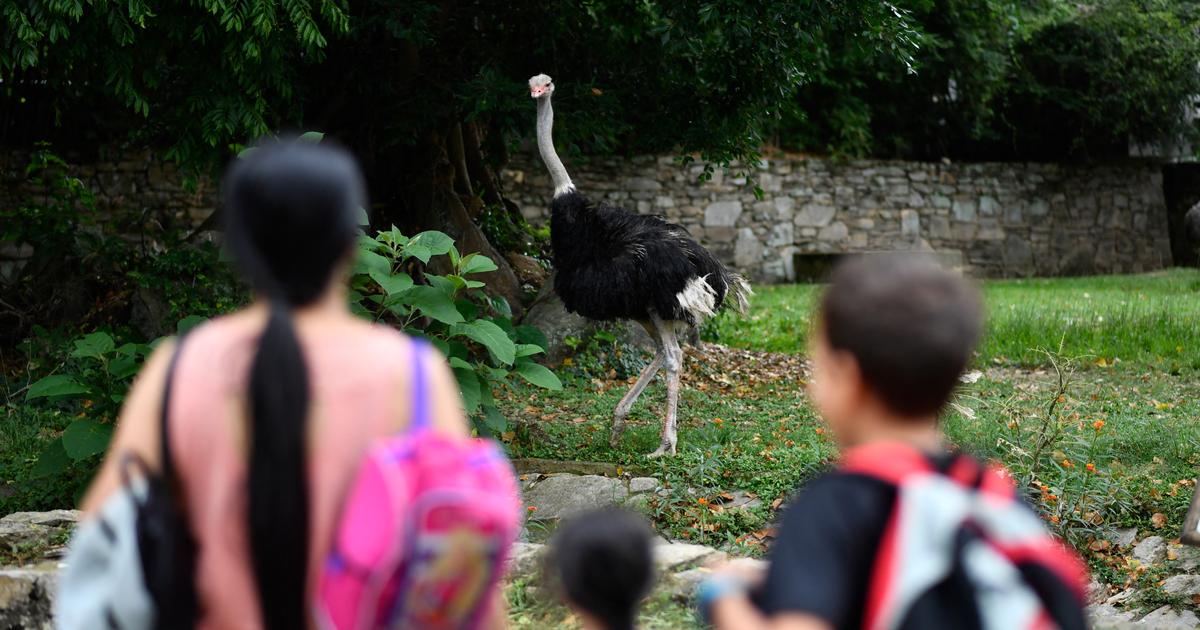 Coursée par une autruche, une famille porte plainte contre le zoo de ... Coursée par une autruche, une famille porte plainte contre le zoo de ...