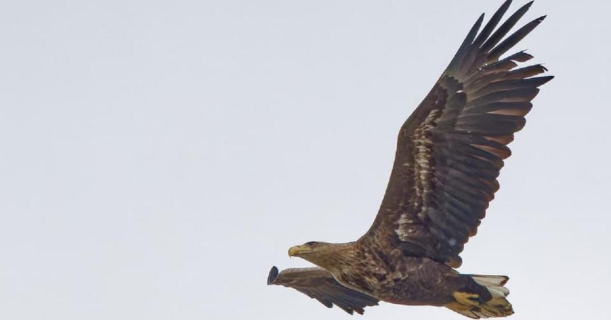 Le plus grand rapace d'Europe photographié à Saint-Brieuc