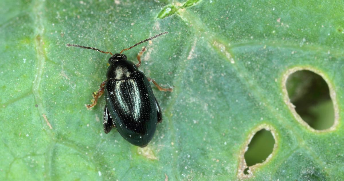 L'altise : qu’est-ce que cet insecte et comment s’en débarrasser