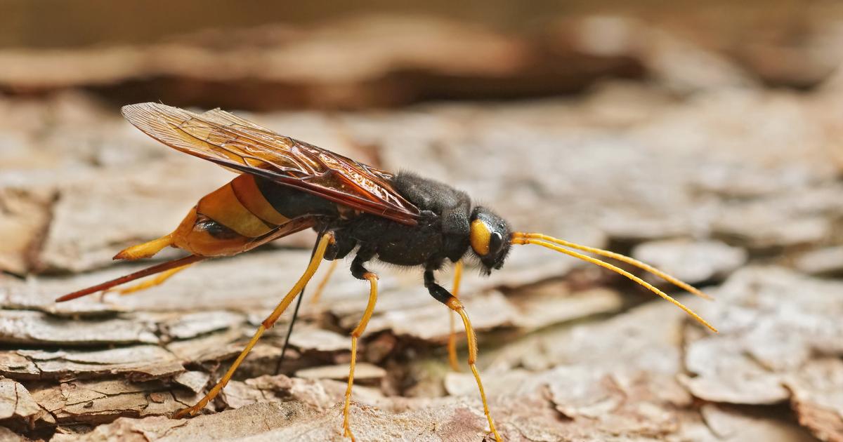 Qu'est-ce qu'un sirex géant