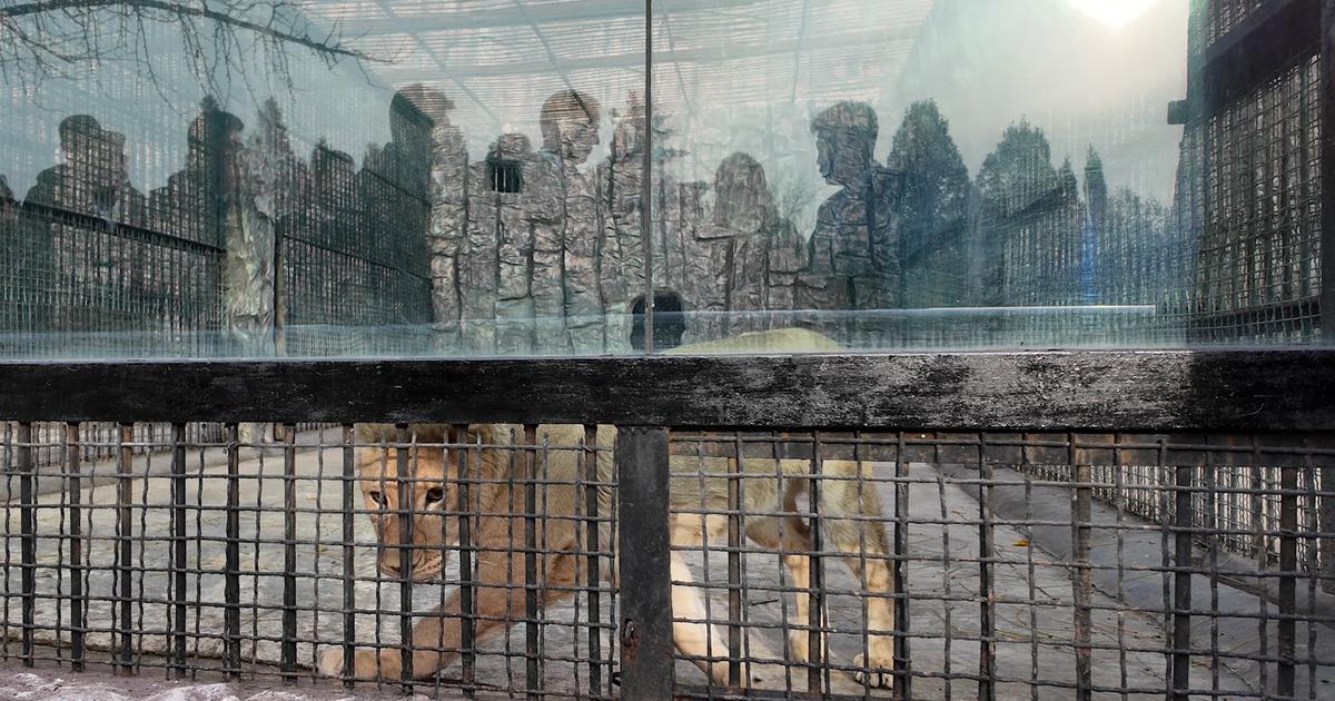 Un lion, deux ours... Les images des surprenants cadeaux de Vladimir ...