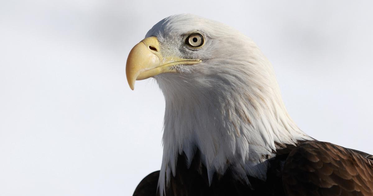 Emblème américain depuis 1782, le pygargue à tête blanche devient enfin ...