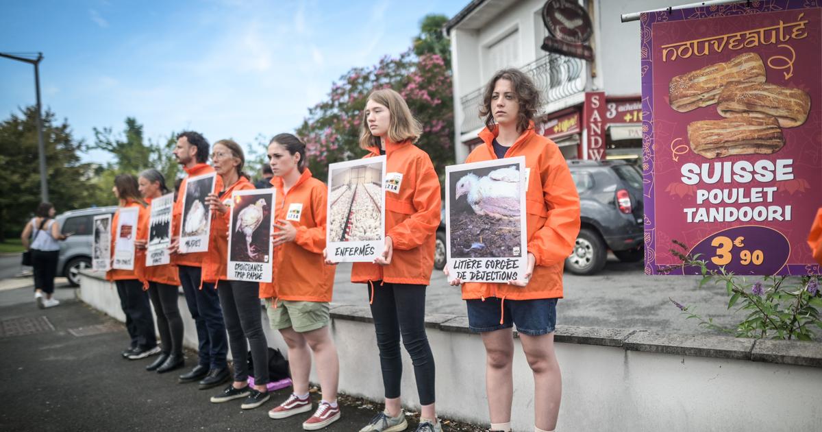 «L’animalisme est un révélateur de nos démissions civilisationnelles»