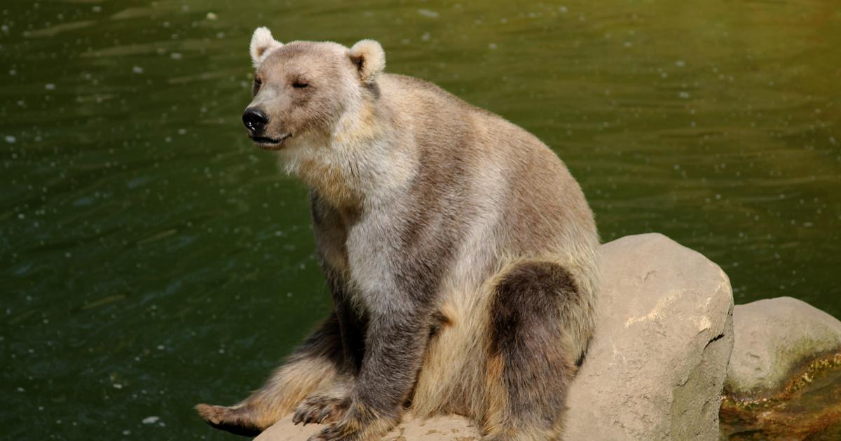 Le grolar, cet ours hybride dont la population est appelée à croître