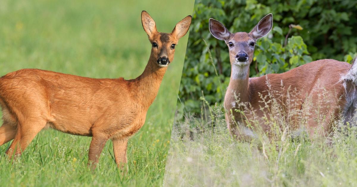 Biche ou chevreuil, comment faire la différence
