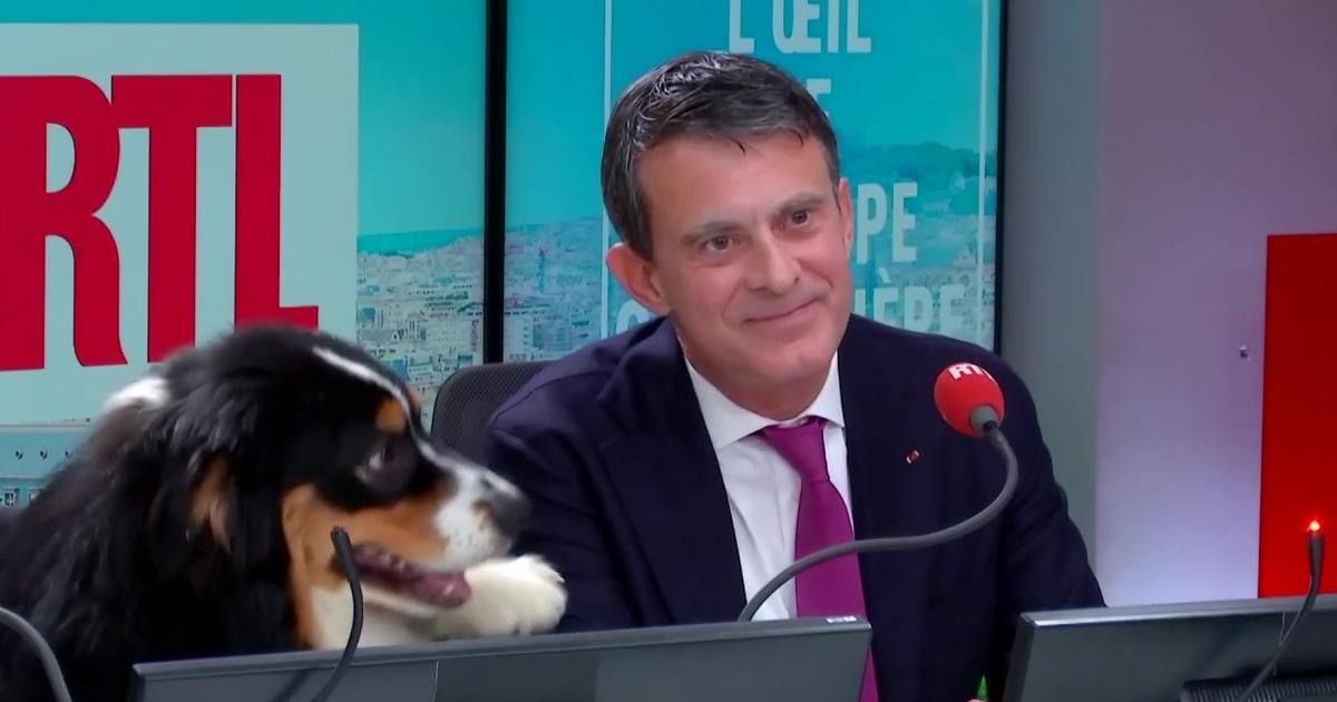 Manuel Valls surpris par le chien de Philippe Caverivière en direct ...