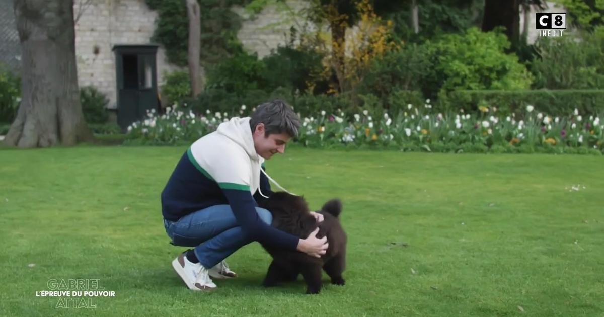 Gabriel Attal gaga de sa chienne Volta : ce tendre moment face à un “combat de peluches”