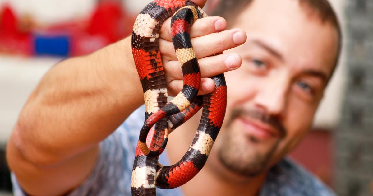 7 races de serpents domestiques de petite taille pour son terrarium