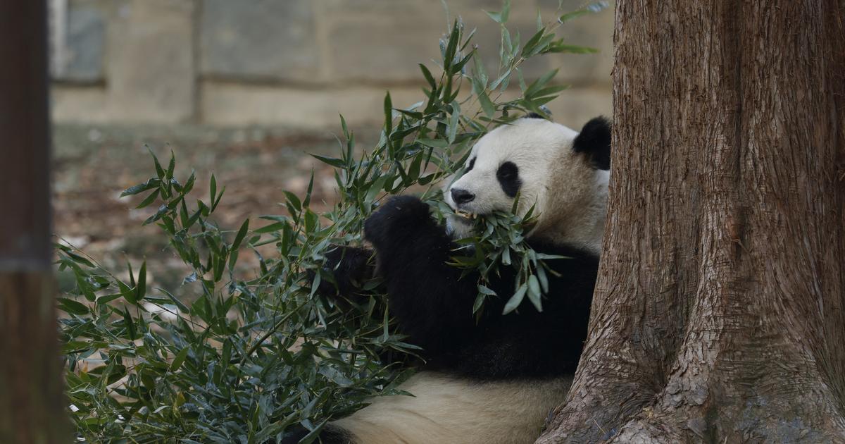États-Unis : un couple de pandas de retour au zoo de Washington