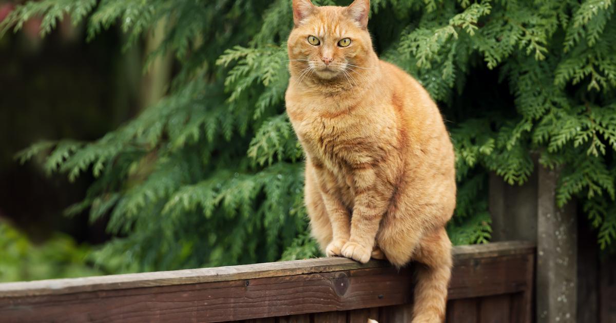 1250 euros d’amende pour une propriétaire dont le chat allait dans le ...