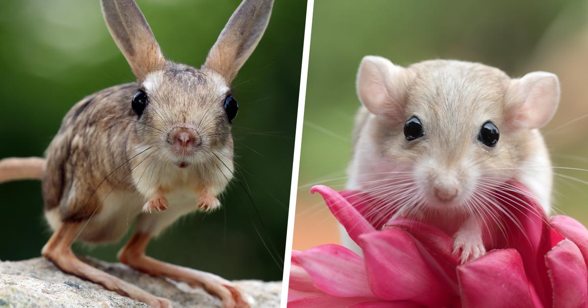 Gerbille ou gerboise : cette différence flagrante permet de les distinguer