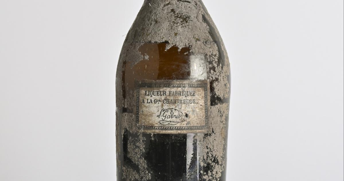 «Il en resterait une vingtaine dans le monde» : une chartreuse rescapée ...