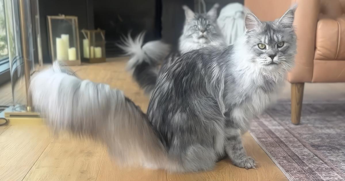 Un Maine Coon bat le record du monde de la plus longue queue de chat