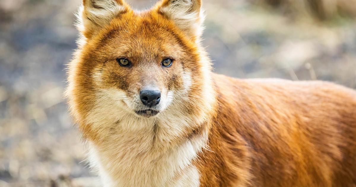 Cette espèce de chien est capable de tenir en respect un tigre