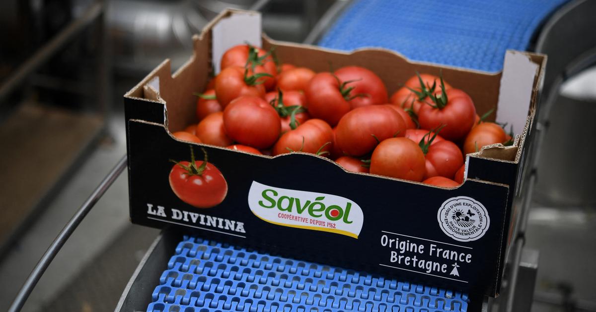 Tomates : Savéol veut des règles «équitables» face à la concurrence ...