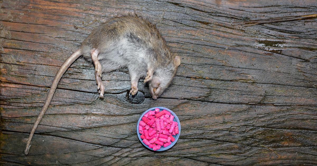 Mort-aux-rats : comment l’utiliser de façon efficace et sécurisée
