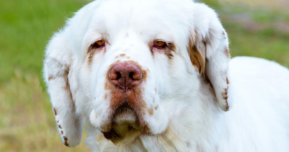 Clumber Spaniel : origine, taille et caractère