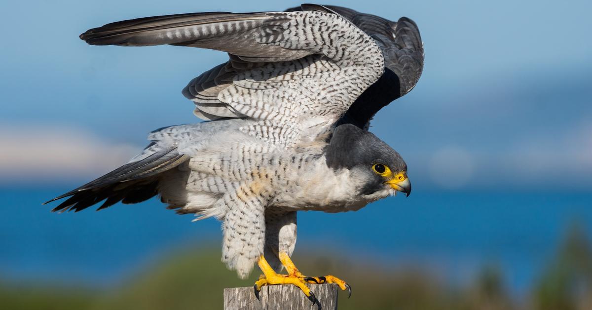 Le faucon pèlerin, l’animal le plus rapide du monde