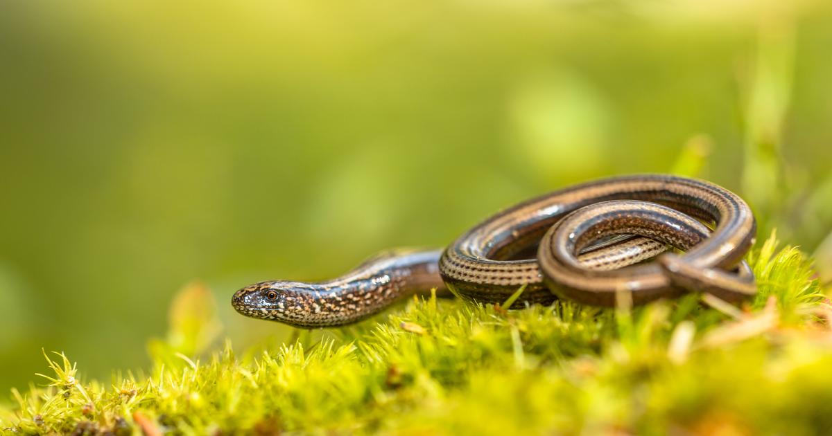 Inde : une centaine d'écoliers intoxiqués après avoir mangé du serpent ...