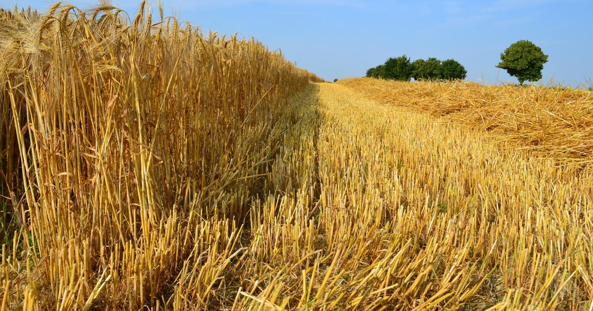 Politique agricole commune : l'Union européenne promet des flexibilités ...